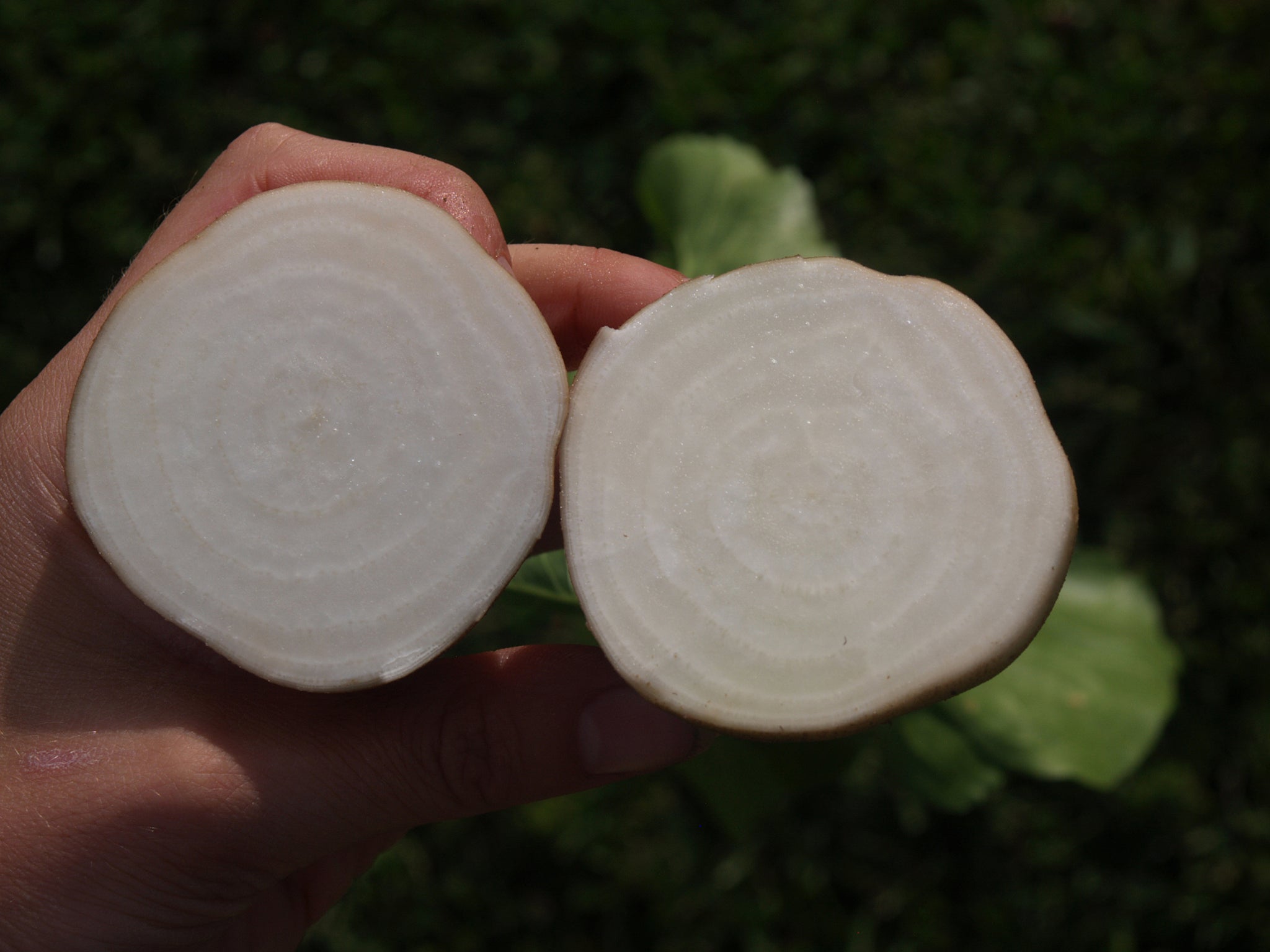 Beets, Avalanche – William Dam Seeds