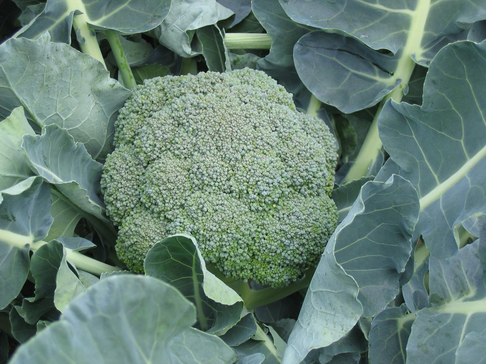 Broccoli, Belstar Hybrid Organic – William Dam Seeds