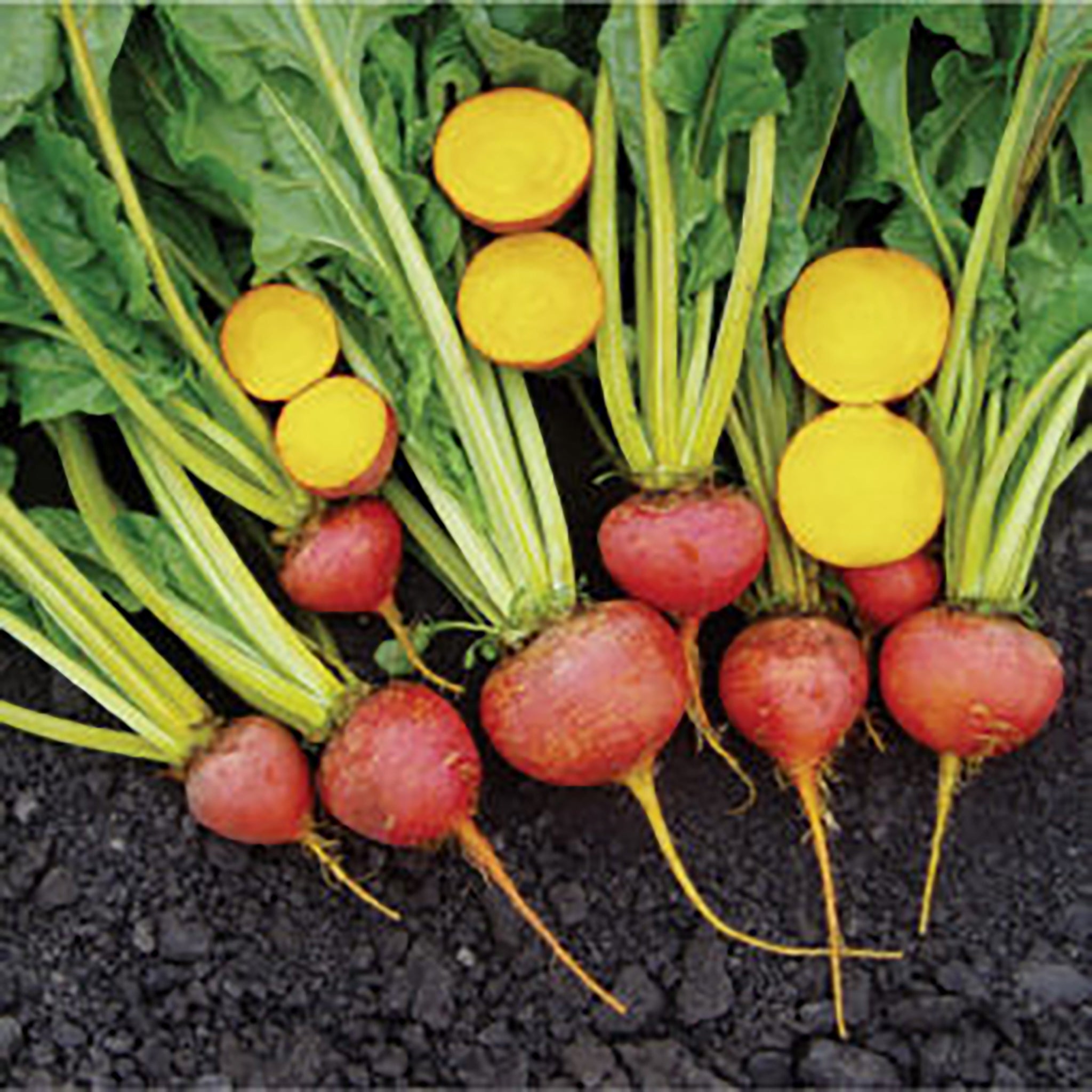 Beets, Touchstone Gold Organic – William Dam Seeds