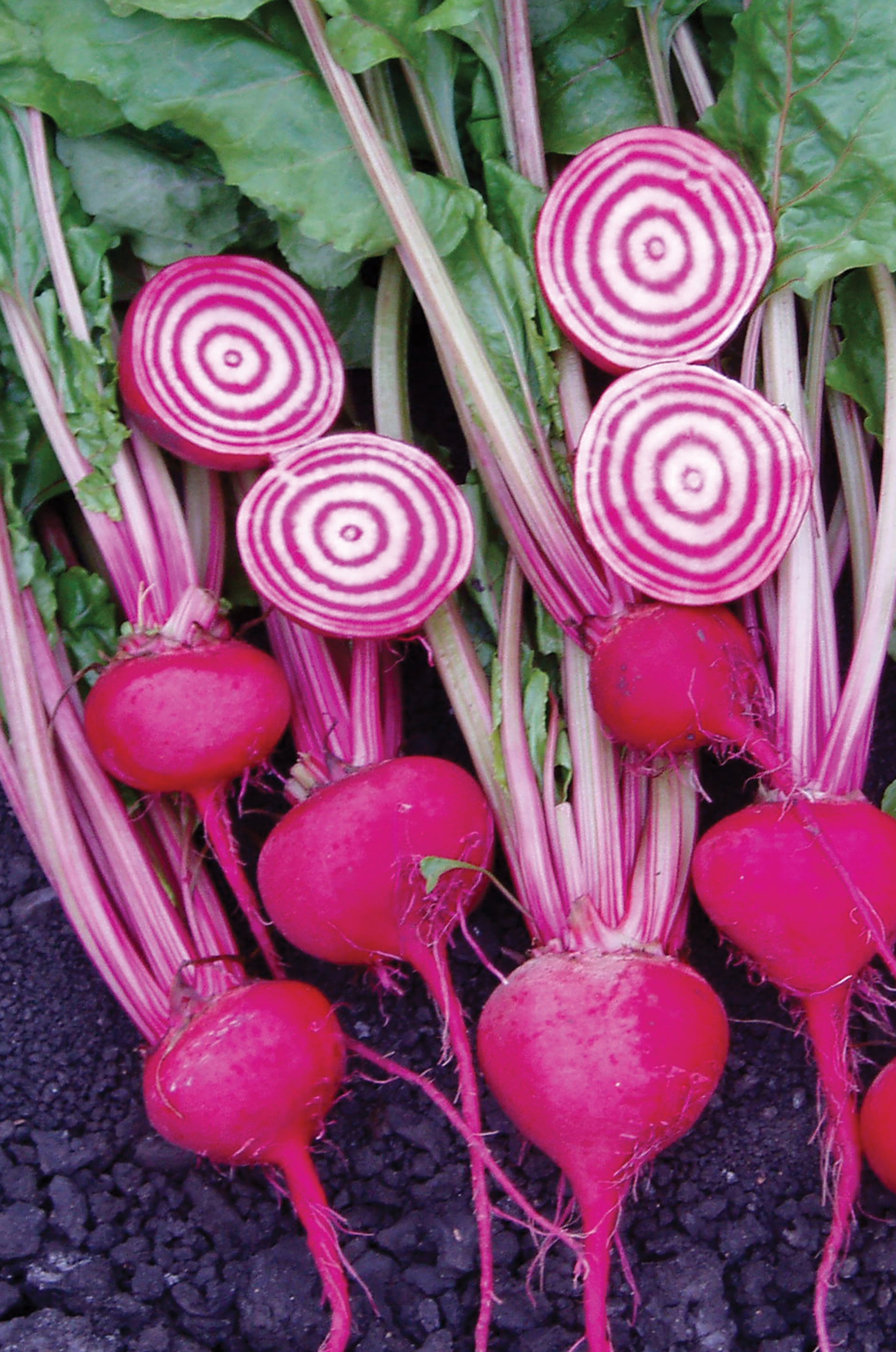 Beets, Chiogga Guardsmark – William Dam Seeds