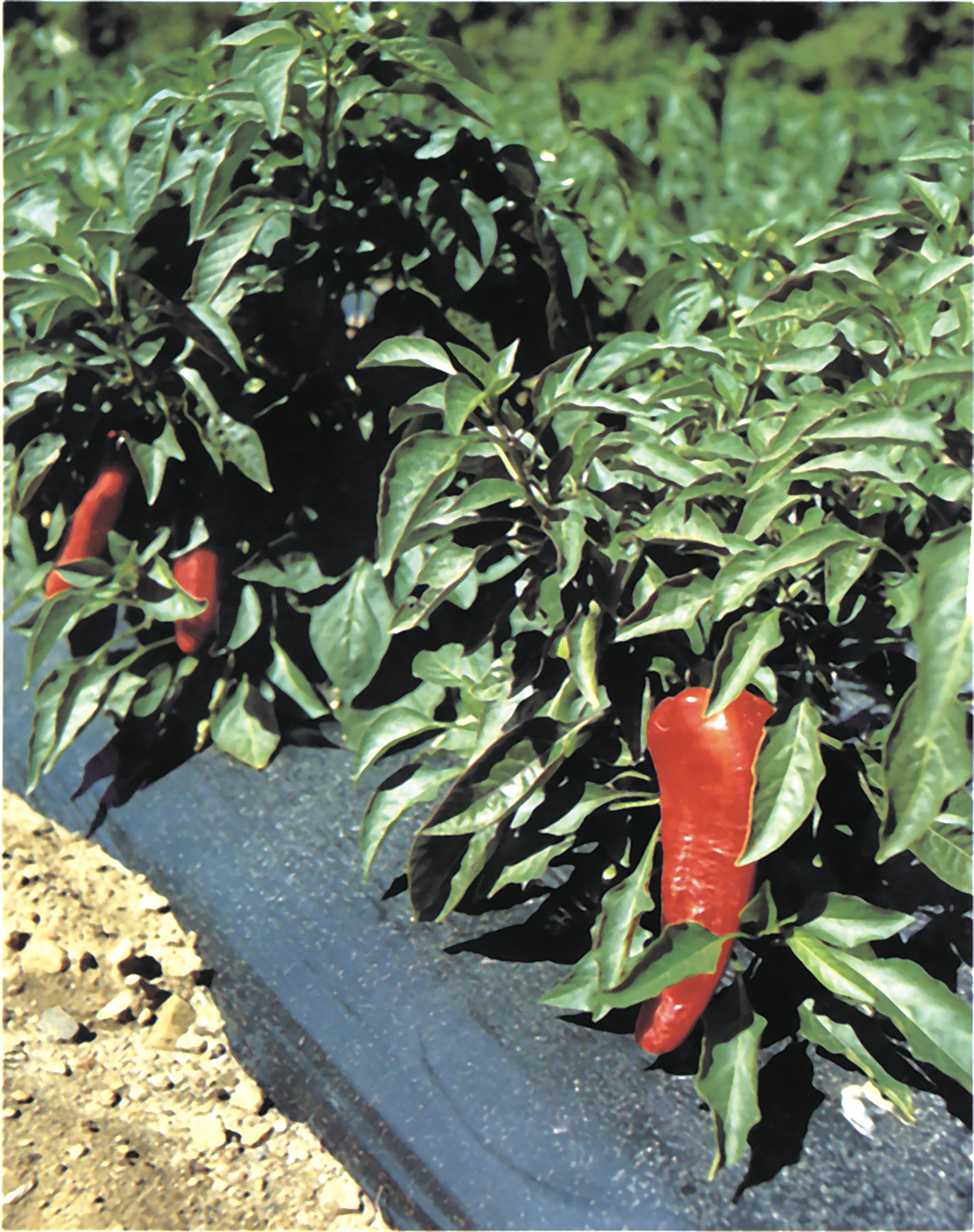 Row Covers, Black Plastic Mulch – William Dam Seeds