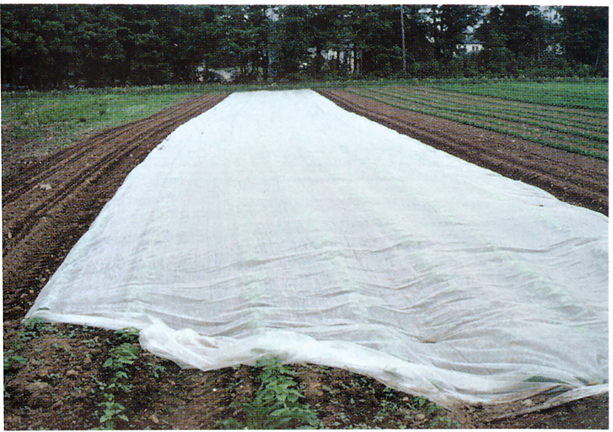 Row Covers, Agribon AG-19 25ft – William Dam Seeds