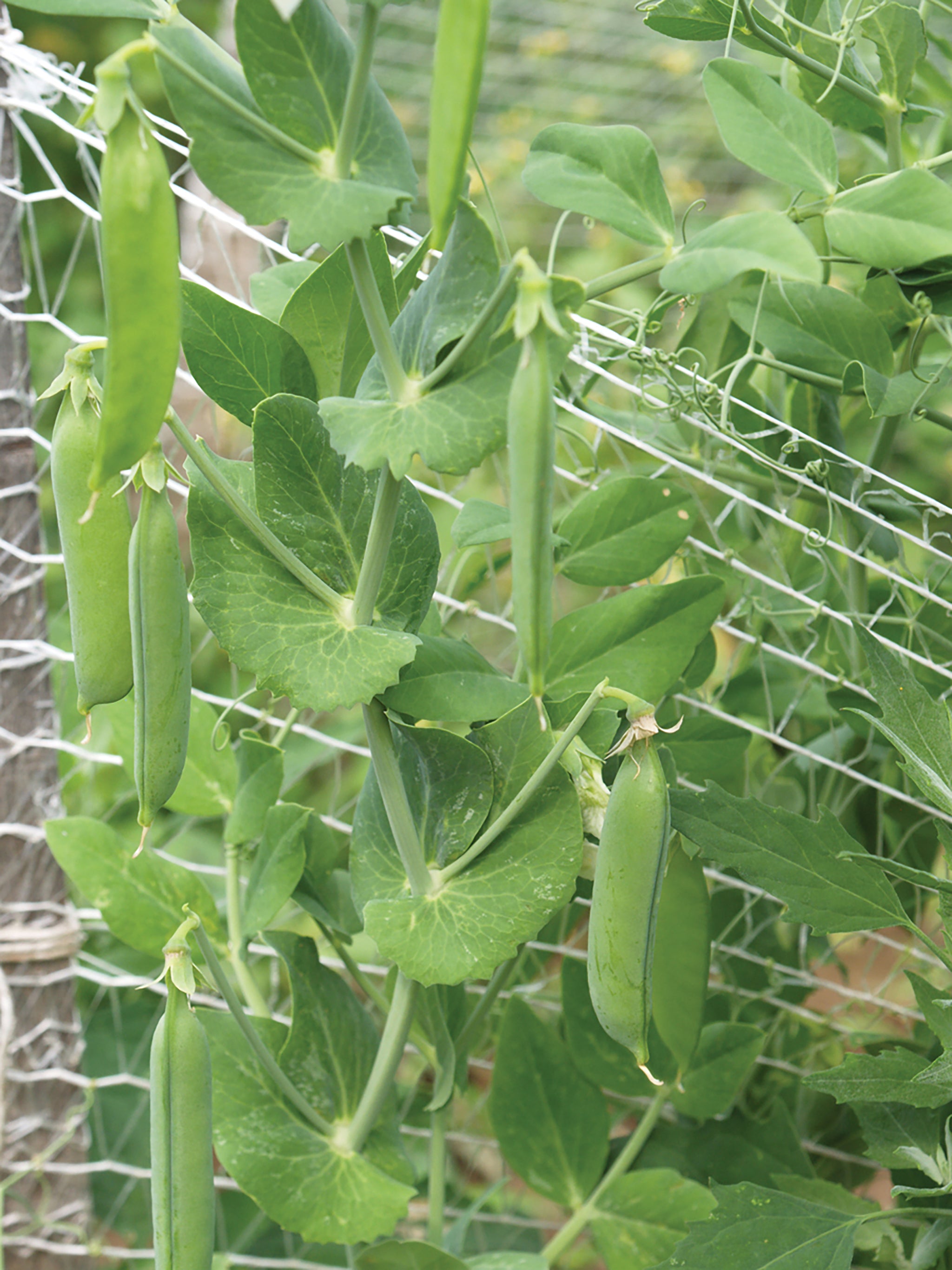 Netting, Pea Netting 20" x 100ft – William Dam Seeds