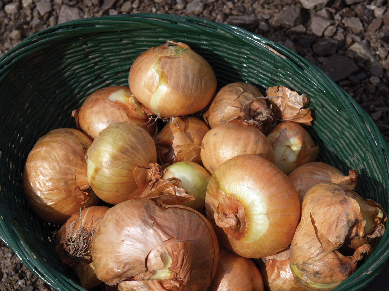 Onion Sets, Multipliers – William Dam Seeds