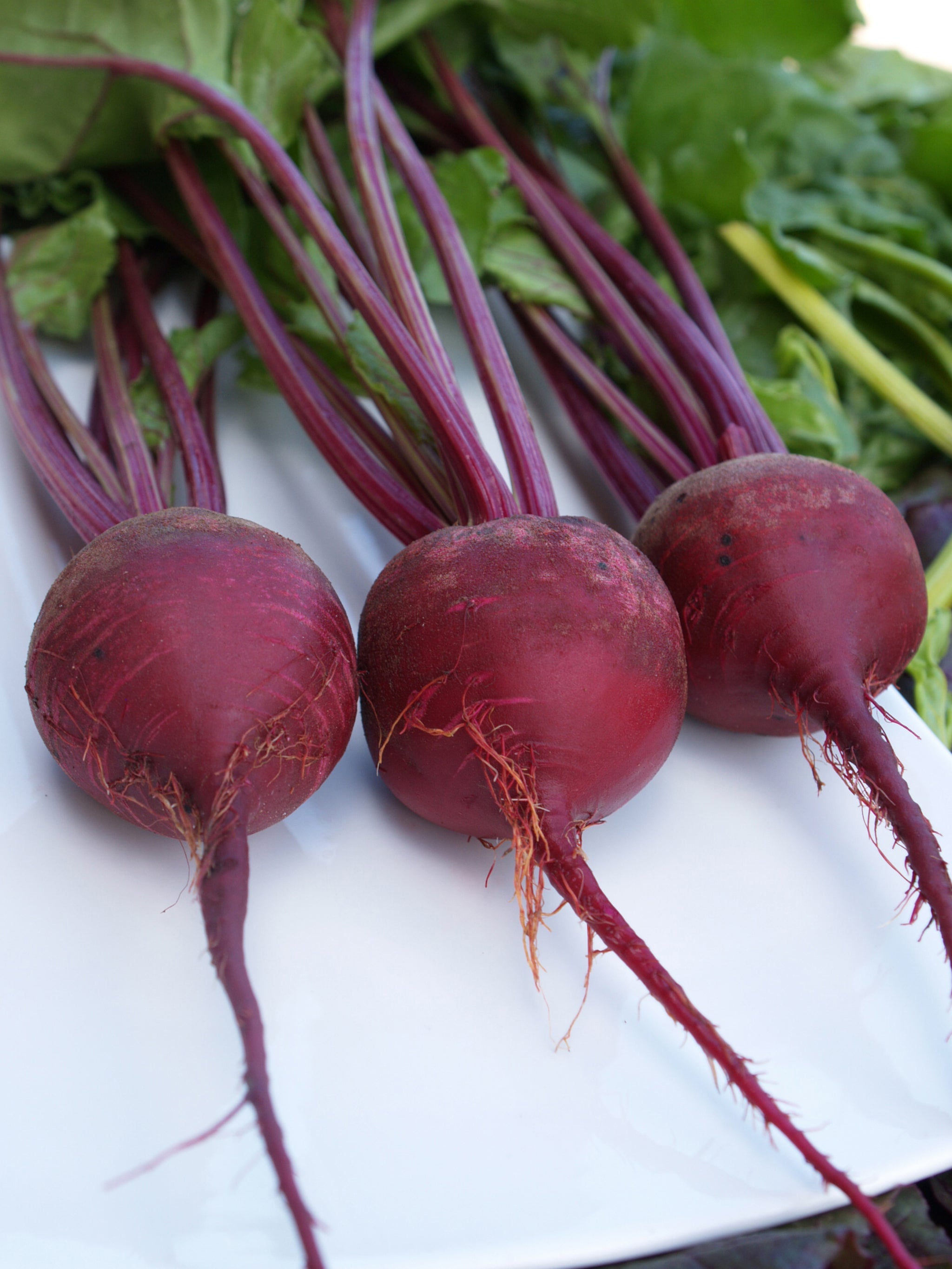 Beets, Kestrel Hybrid – William Dam Seeds