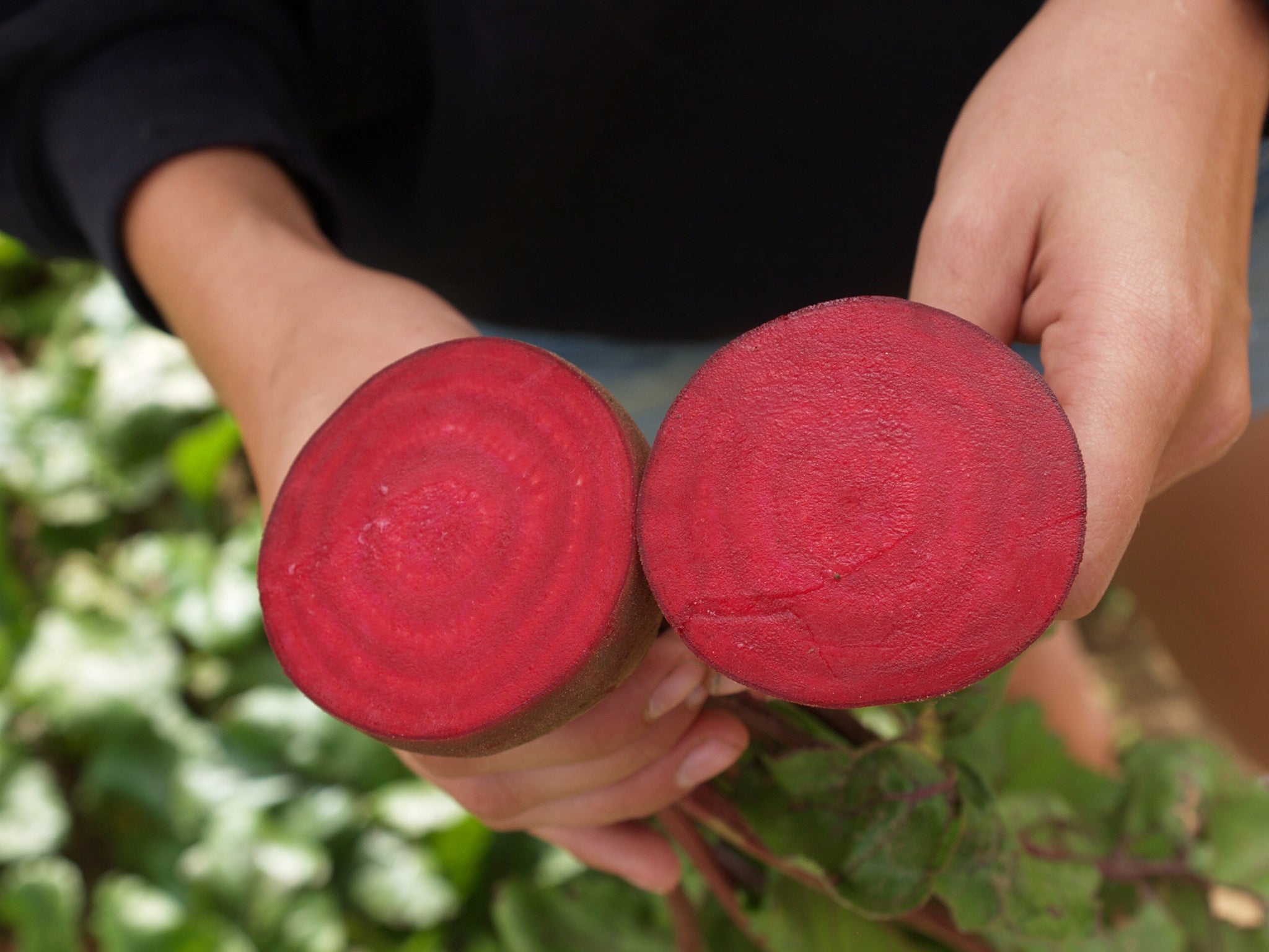 Beets, Merlin Hybrid – William Dam Seeds