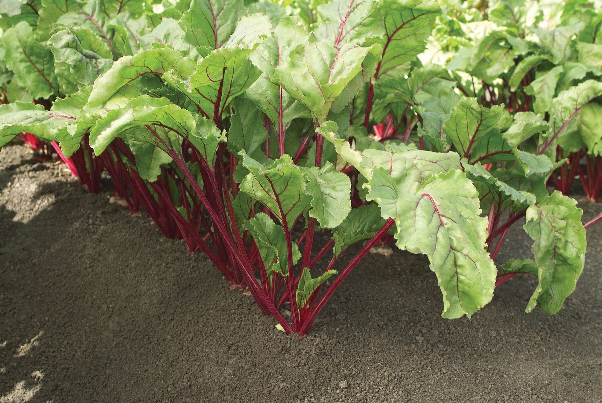Beets, Merlin Hybrid – William Dam Seeds