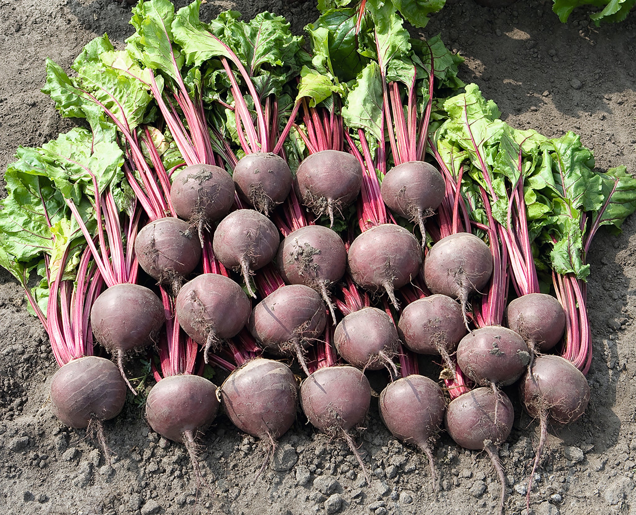 Beets, Boro Hybrid Organic – William Dam Seeds