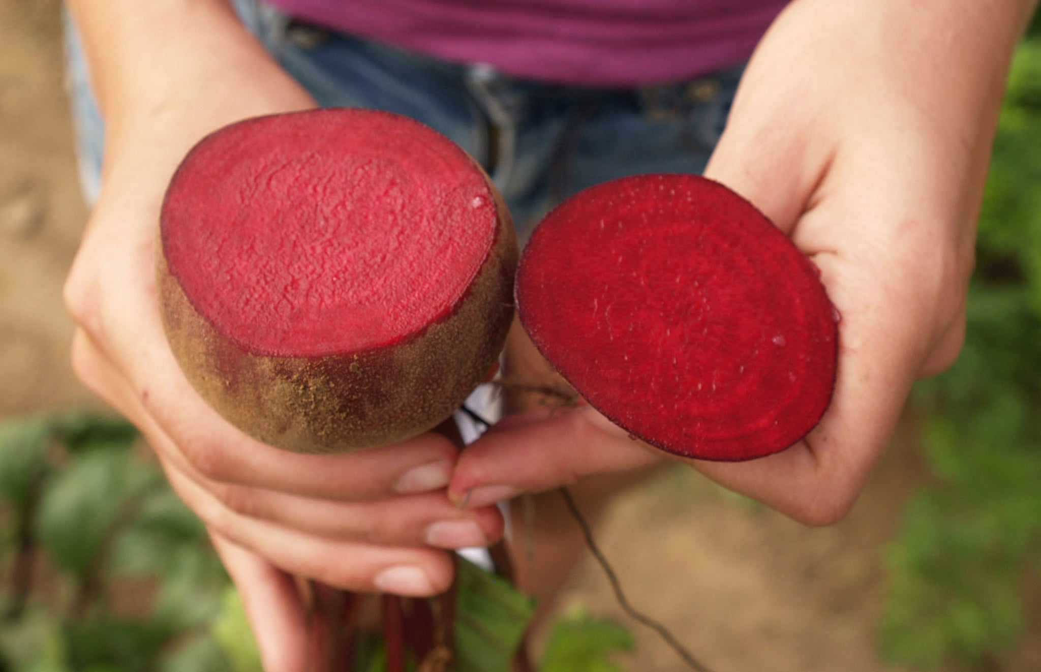 Beet, Boro Hybrid – William Dam Seeds