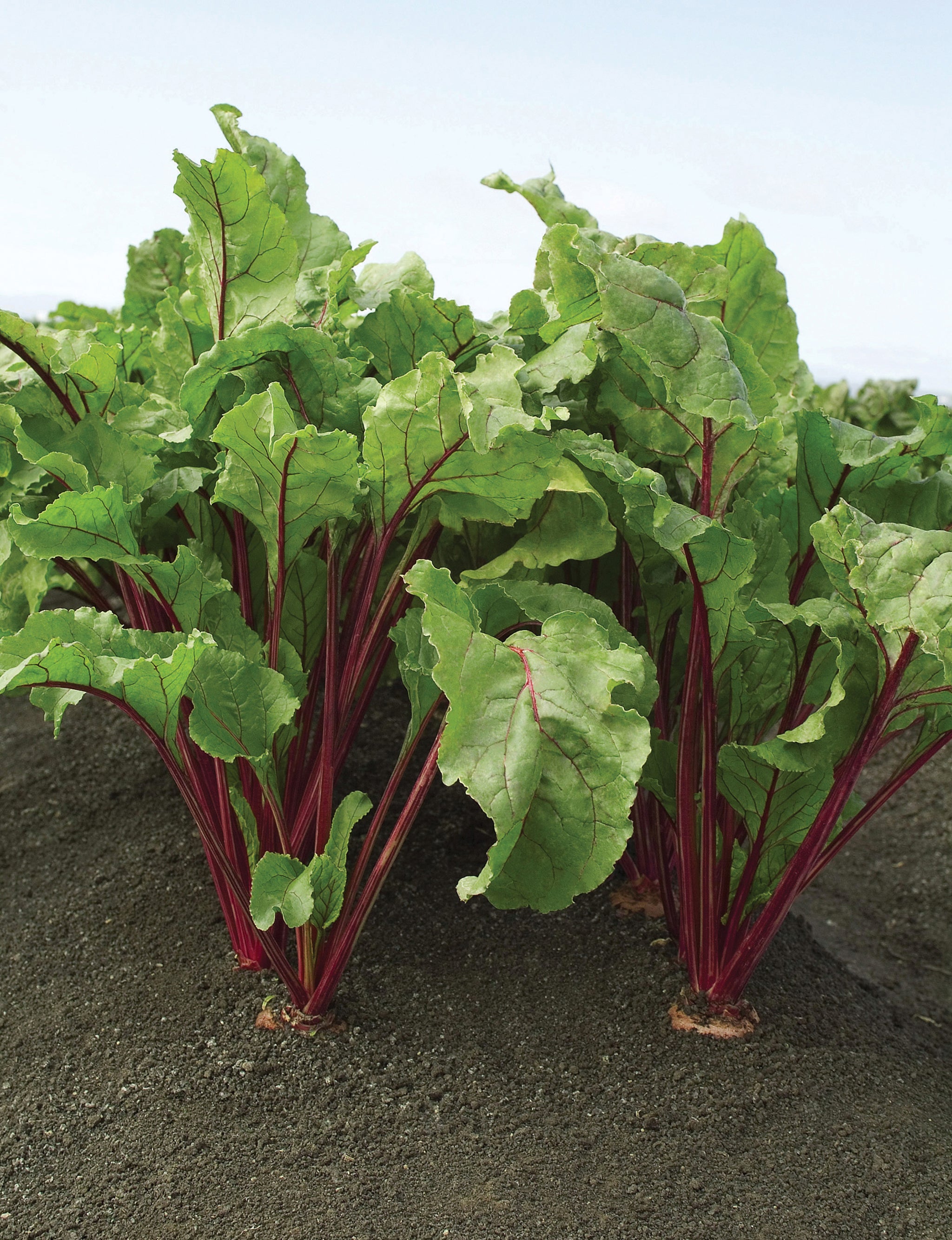 Red Ace Hybrid – William Dam Seeds