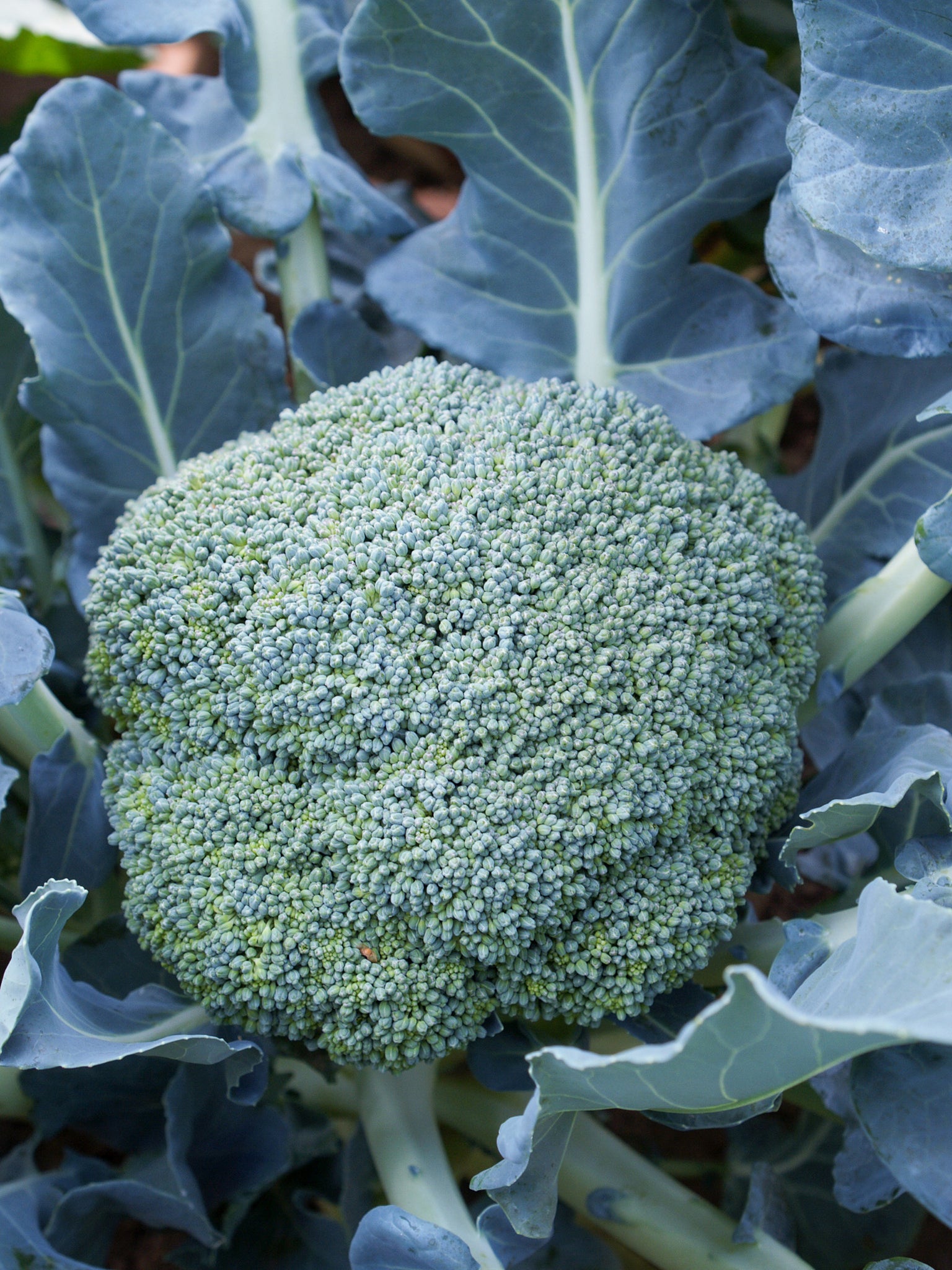 Broccoli, Chief Hybrid – William Dam Seeds