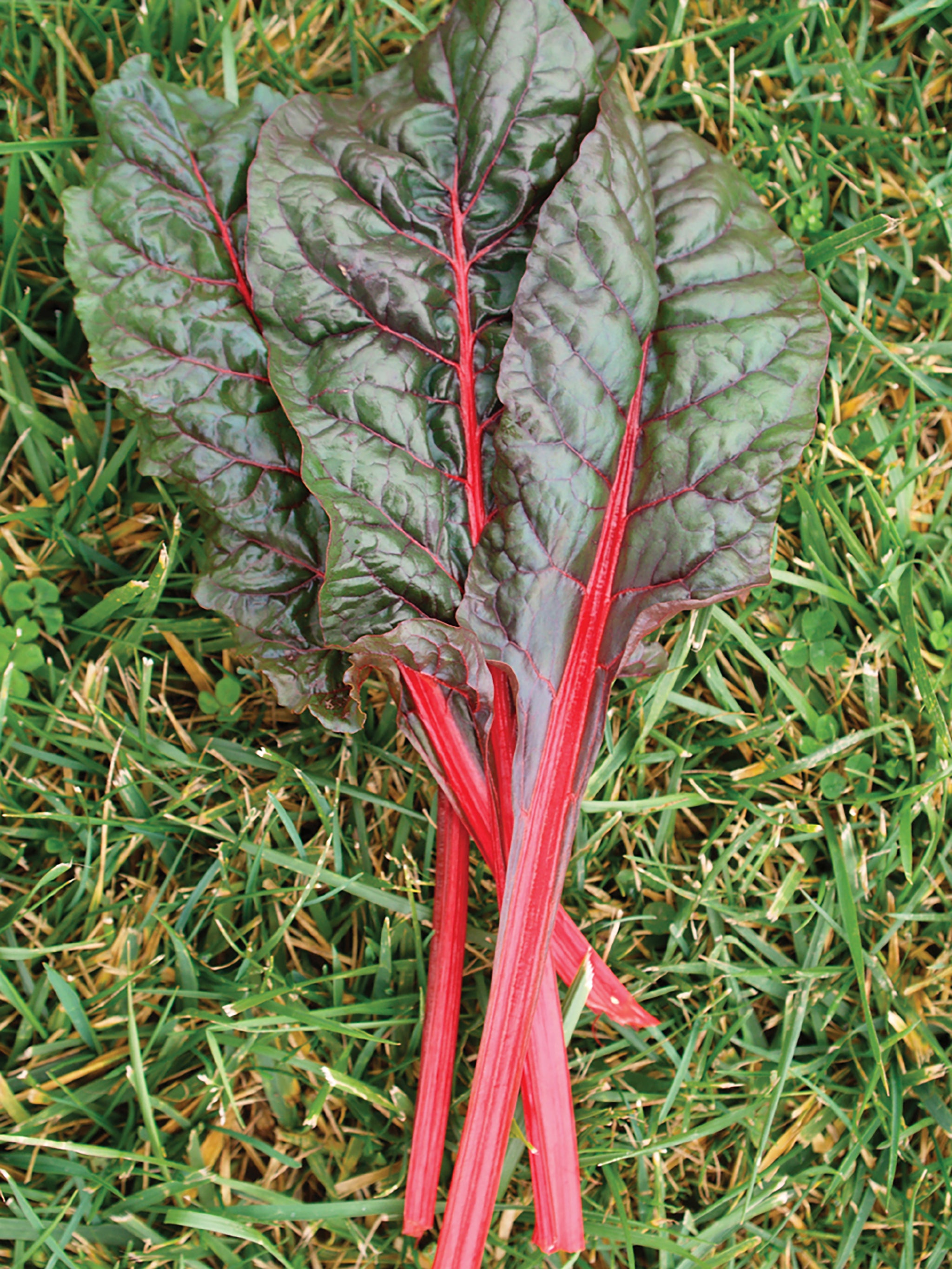 Swiss Chard, Ruby Red – William Dam Seeds