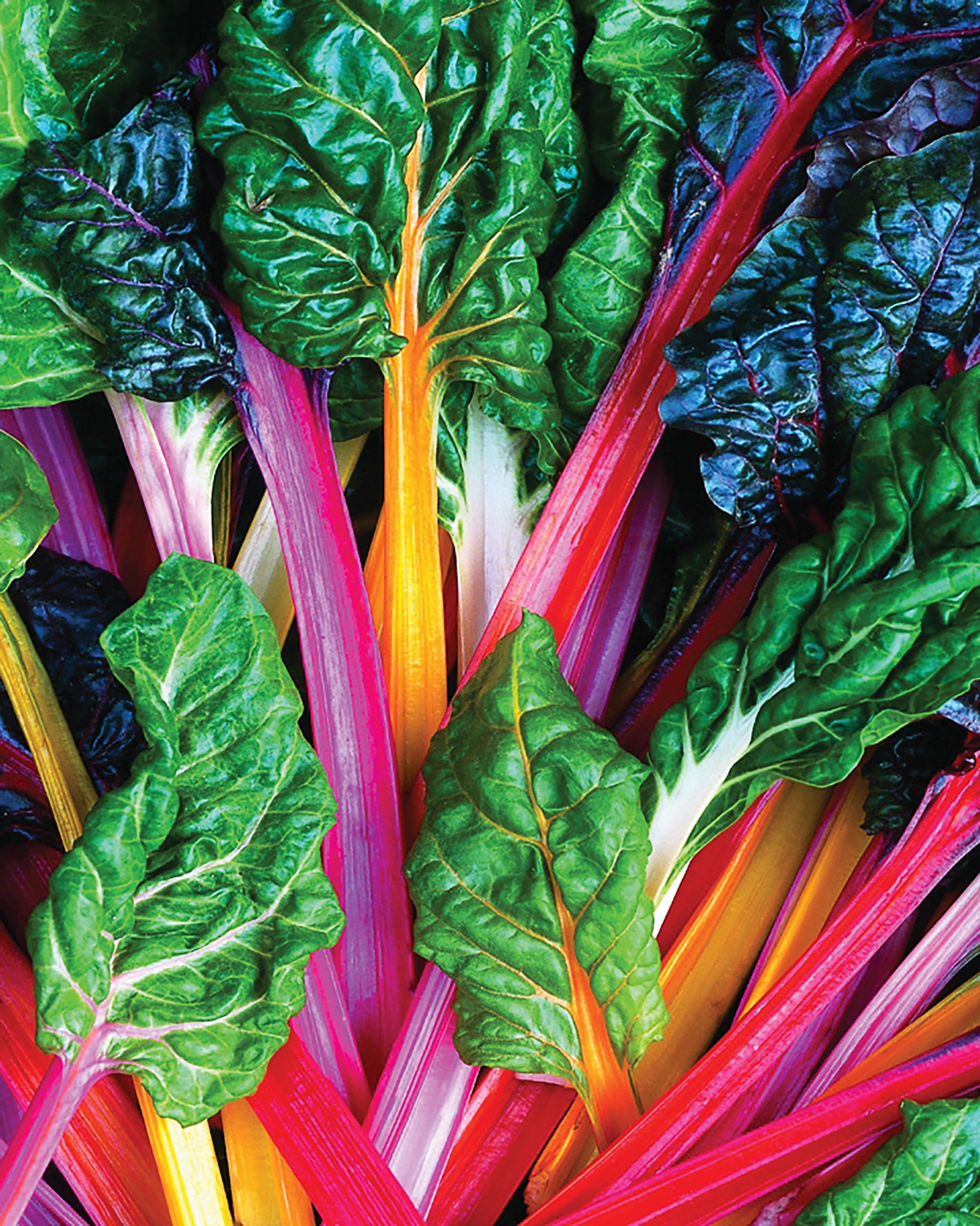 Swiss Chard, Bright Lights – William Dam Seeds