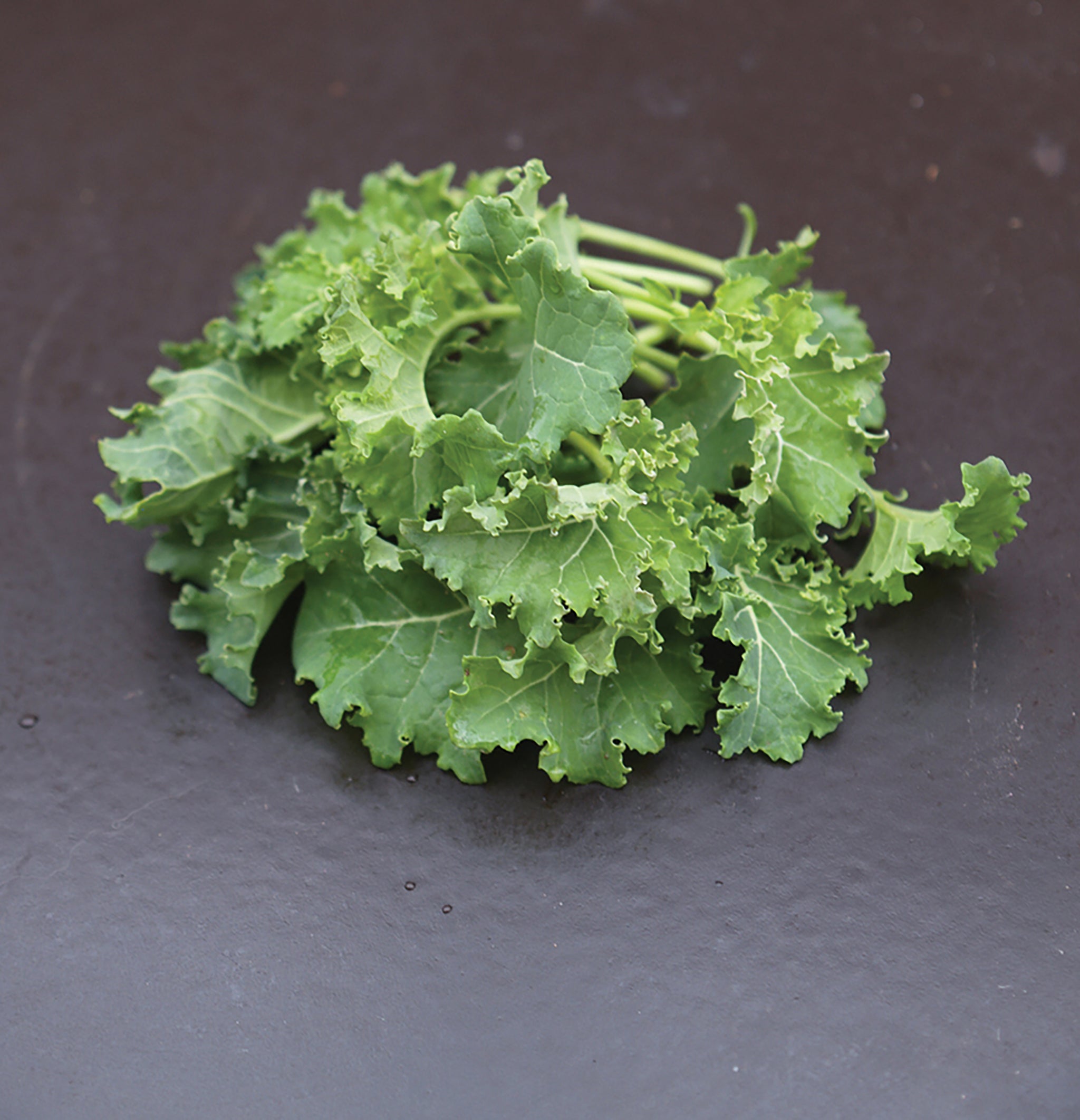 Kale, Vates – William Dam Seeds