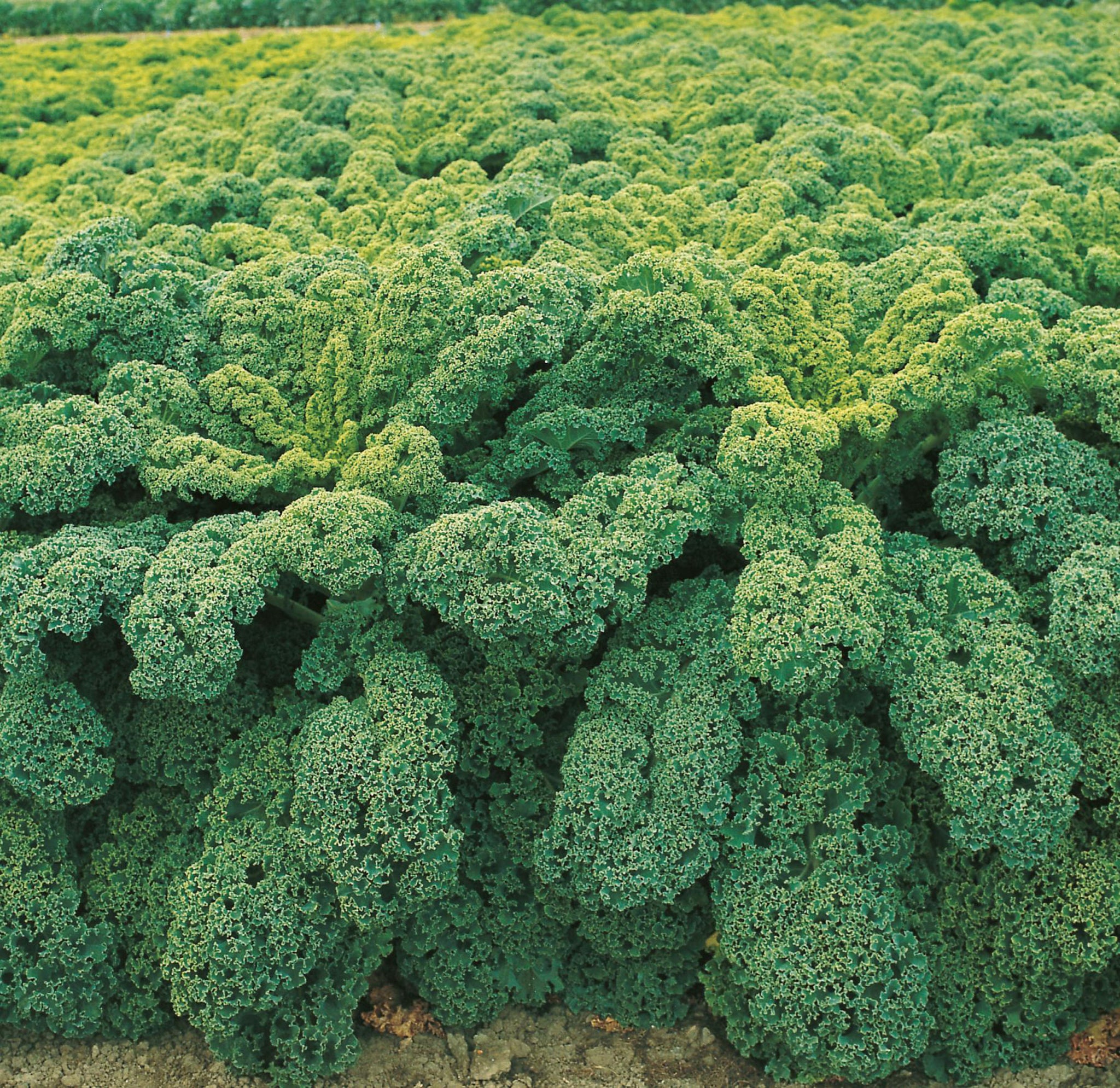 Kale, Winterbor Hybrid – William Dam Seeds