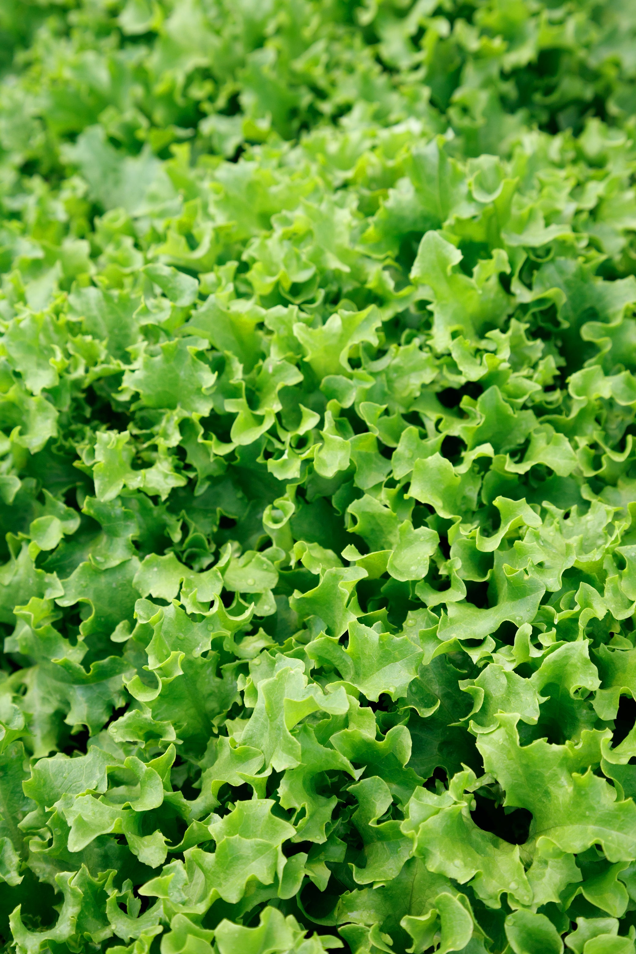 Lettuce, Tang 9017 – William Dam Seeds